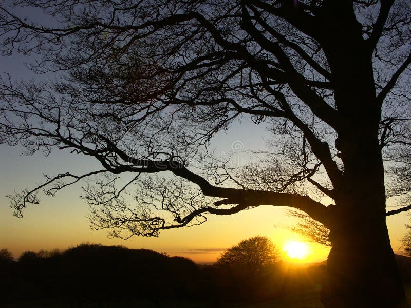 Sunset behind a tree stock photo. Image of rise, tree - 11441318