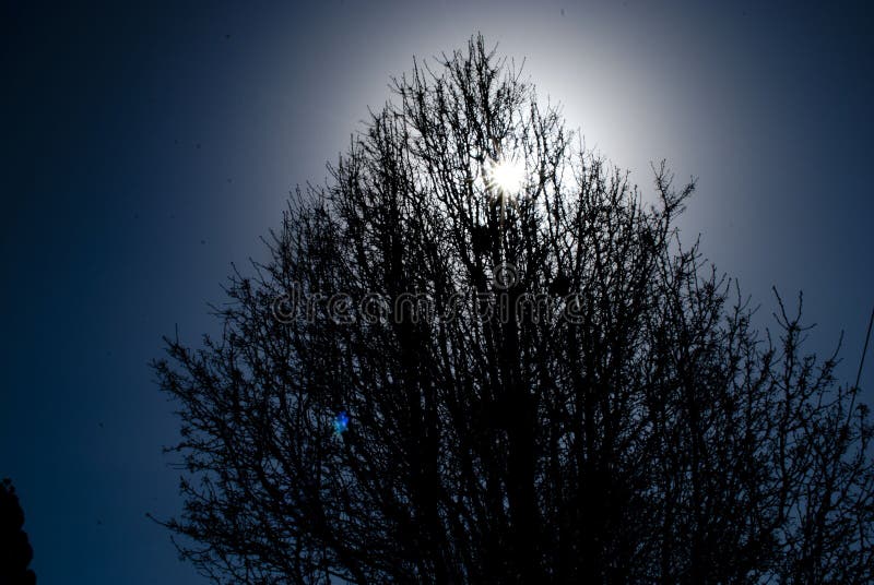 Sunset Behind Tree Backlight Stock Image - Image of seasonal, wildlife ...