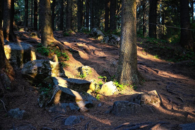 Sunset Behind Tree in Forest Stock Image - Image of landscape, foliage ...