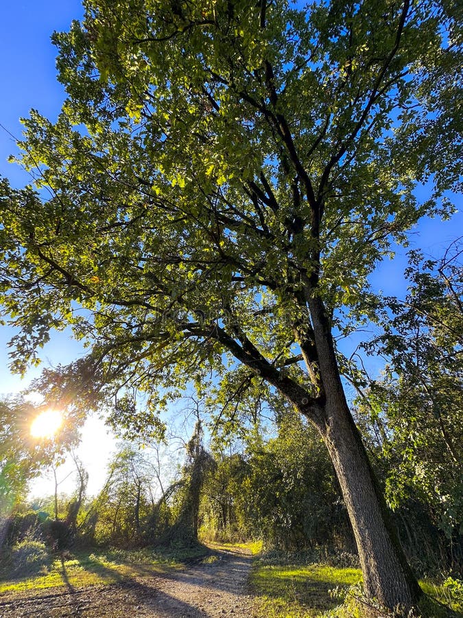 Sunset Behind the Tree, Low View Fish Eye Lens Stock Image - Image of ...