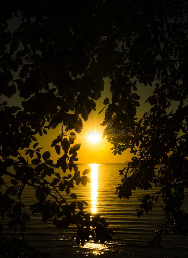 Sunset from behind a tree stock photo. Image of lake - 76344936