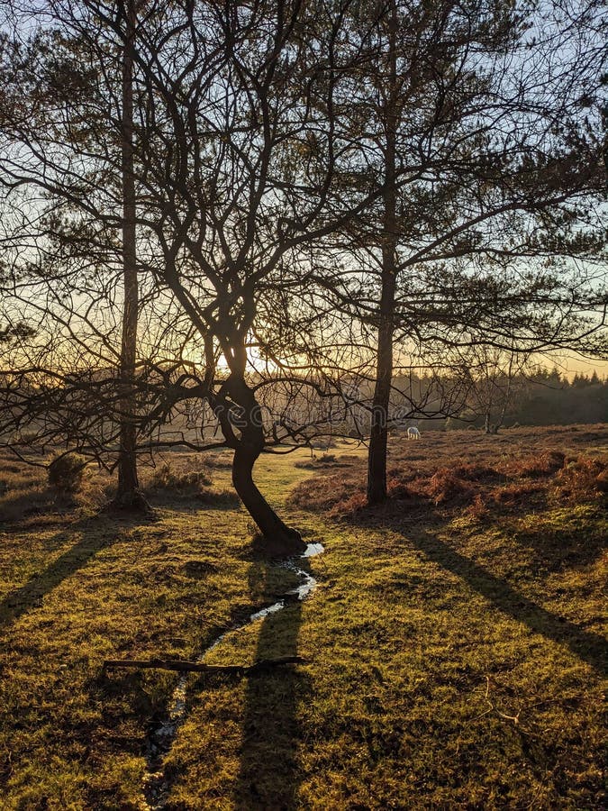 Sunset Behind the Tree with Stream in New Forest UK Stock Photo - Image ...