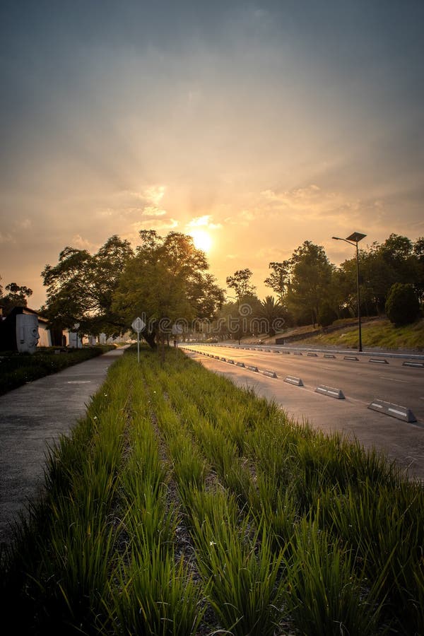 Sunset Behind Tree in Urban Park Mexico Stock Image - Image of ...