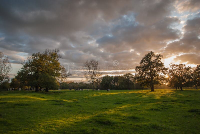 Sunset Behind Trees on the Edge of a Pasture with Cattle. Stock Image ...