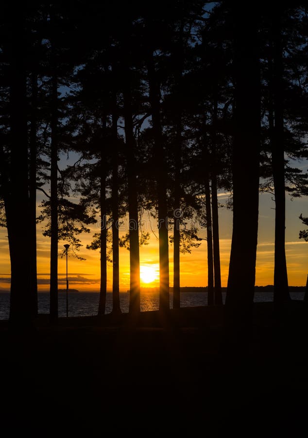 Sunset from Behind the Trees Stock Photo - Image of nature, warm: 78078898