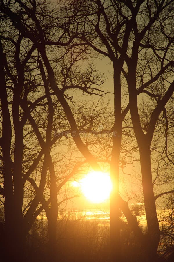 Sunset behind trees stock photo. Image of woodland, trunk - 36389386