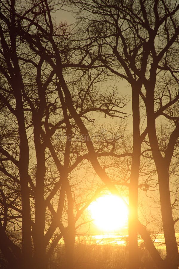 Sunset behind trees stock image. Image of sunrise, forest - 36389437