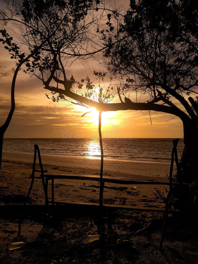 Sunset from Behind the Trees Stock Photo - Image of nature, morning ...