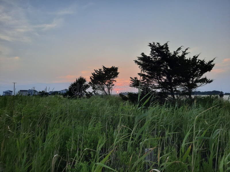 Sunset behind trees. stock image. Image of prairie, landscape - 244438163