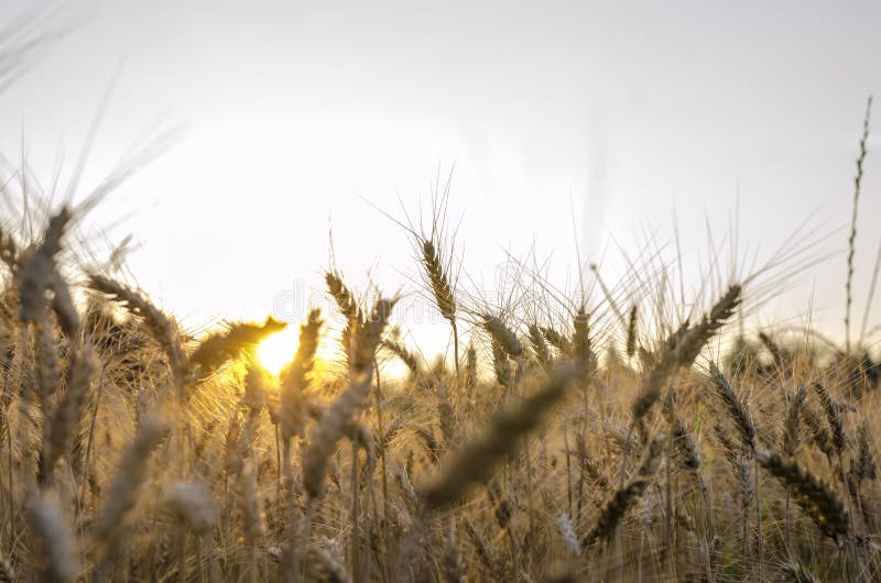 Sunset behind wheat field stock image. Image of wheat - 32897649