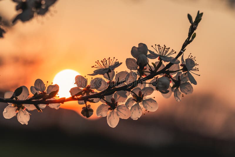 Sunset Behind a White Flowering Tree Stock Photo - Image of pink ...
