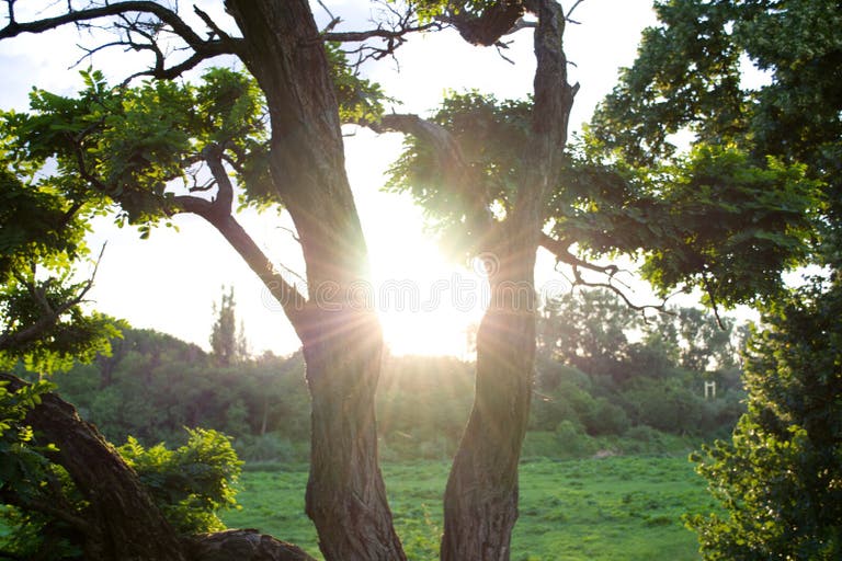 Sunset behing of the tree stock photo. Image of forest - 124435768