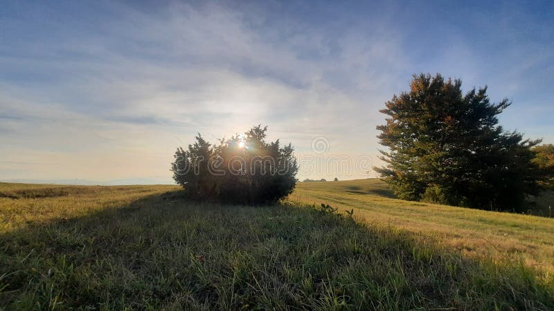 Sunset through a Berry Bush Stock Photo - Image of berry, prairie ...