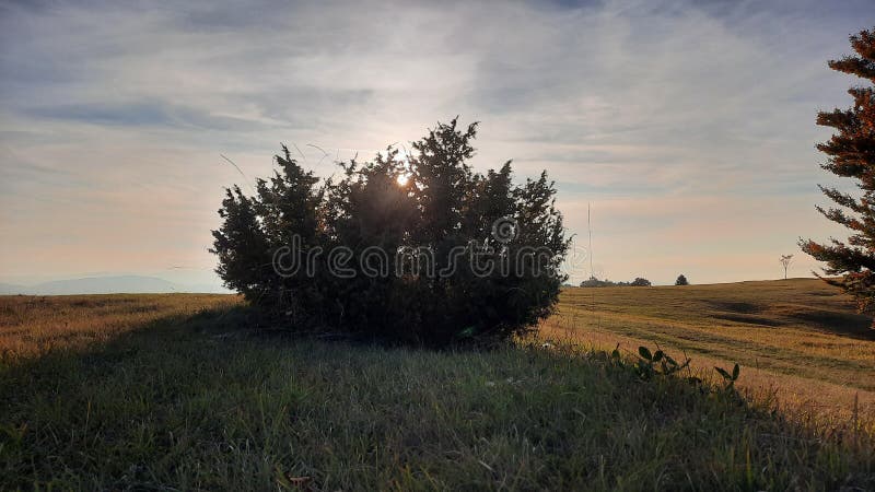 Sunset through a Berry Bush Stock Photo - Image of prairie, horizon ...