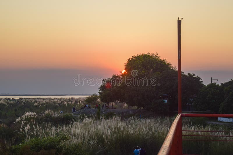 Beautiful Scenery Besides Padma River with Tree and Catkin Flowers ...