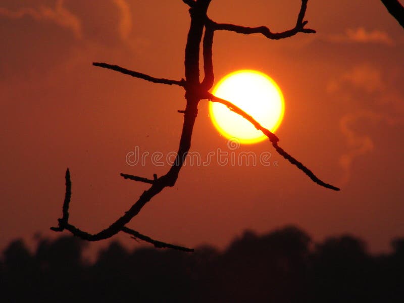 Sunset Beyond Tree Branches Stock Image - Image of sunset, tree: 155472395