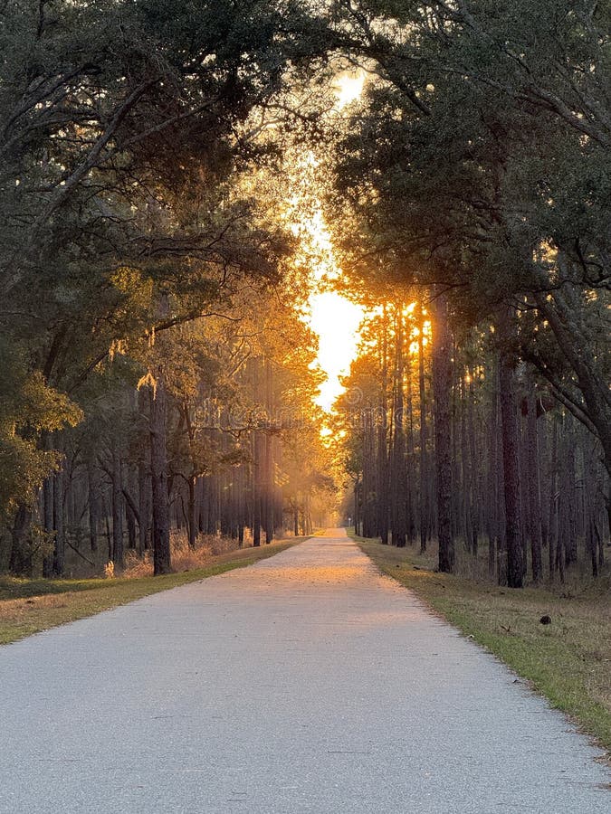 Sunset on the Bike Path in the Woods Editorial Photography - Image of ...
