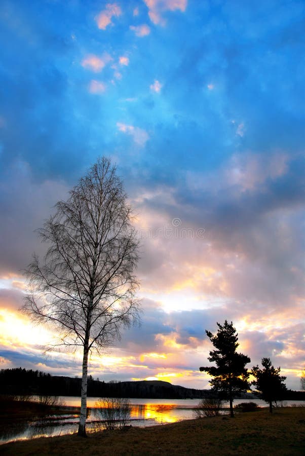 18,137 Sunset Birch Tree Stock Photos - Free & Royalty-Free Stock ...