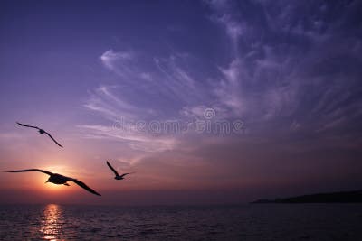 Sunset bird stock photo. Image of bird, clouds, peace - 13789152