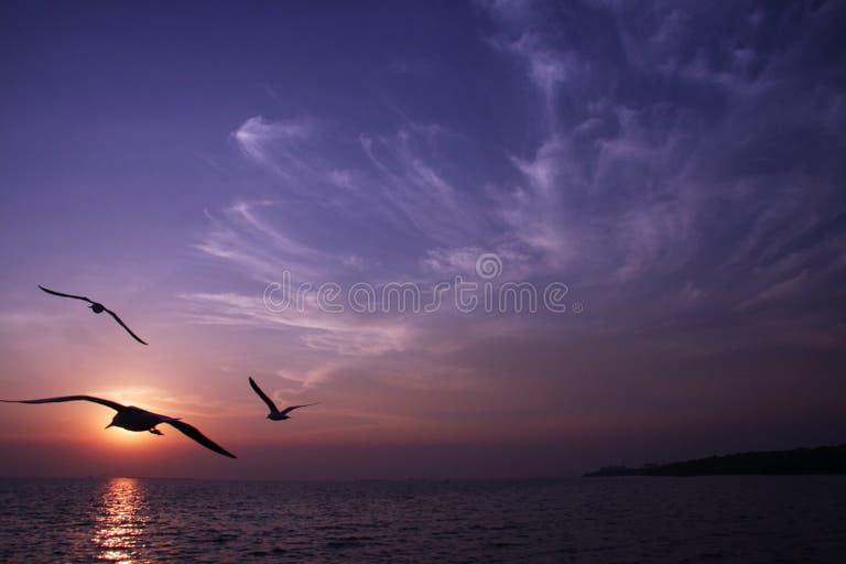 Sunset bird stock photo. Image of bird, clouds, peace - 13789152