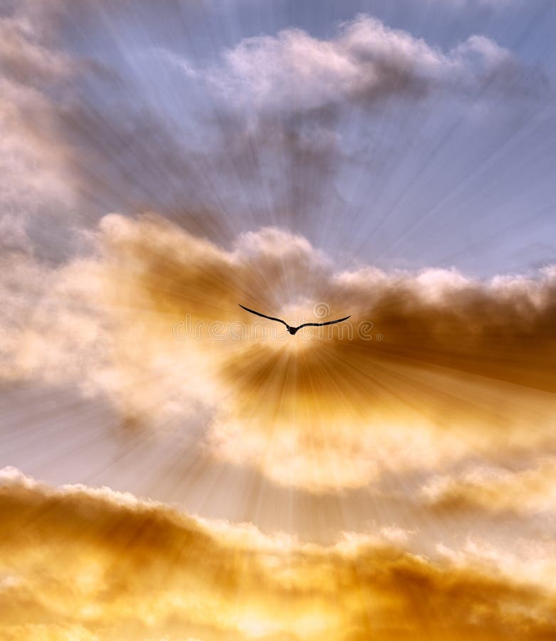 Sunset Bird Flying Inspirational Sun Ray Clouds Vertical Stock Image ...