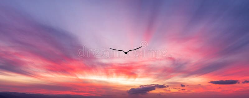 Sunset Bird Flying Silhouette Inspiration Banner Stock Image - Image of ...