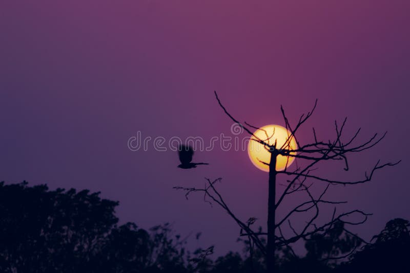 Sunset and the bird glory stock image. Image of nature - 212871177