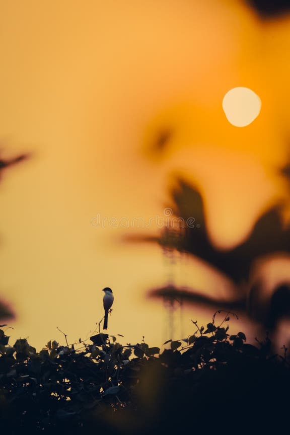 Sunset and the bird glory stock image. Image of bird - 212871153