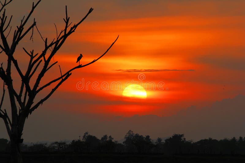 Sunset of Bird stock photo. Image of branch, tree, dusk - 51195126