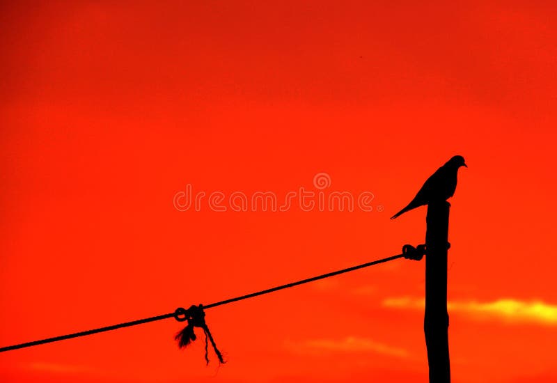 Sunset and a bird stock image. Image of sitting, electric - 43576603