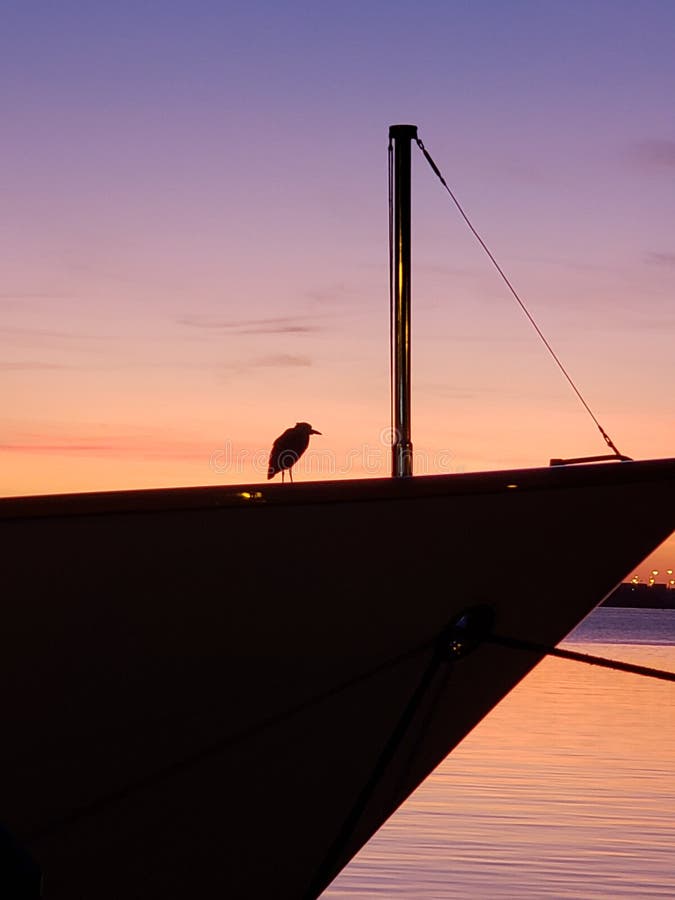 Sunset stock image. Image of sunset, bird, nature, sitting - 160912939