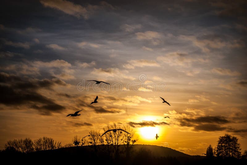 Sunset and birds stock photo. Image of blue, nature, lake - 62008556