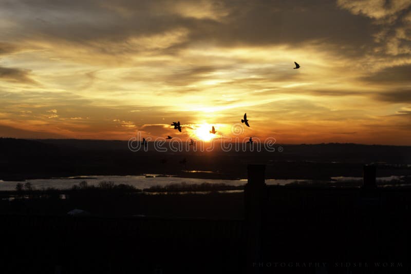Sunset stock image. Image of flying, fugle, himmel, denmark - 41326275