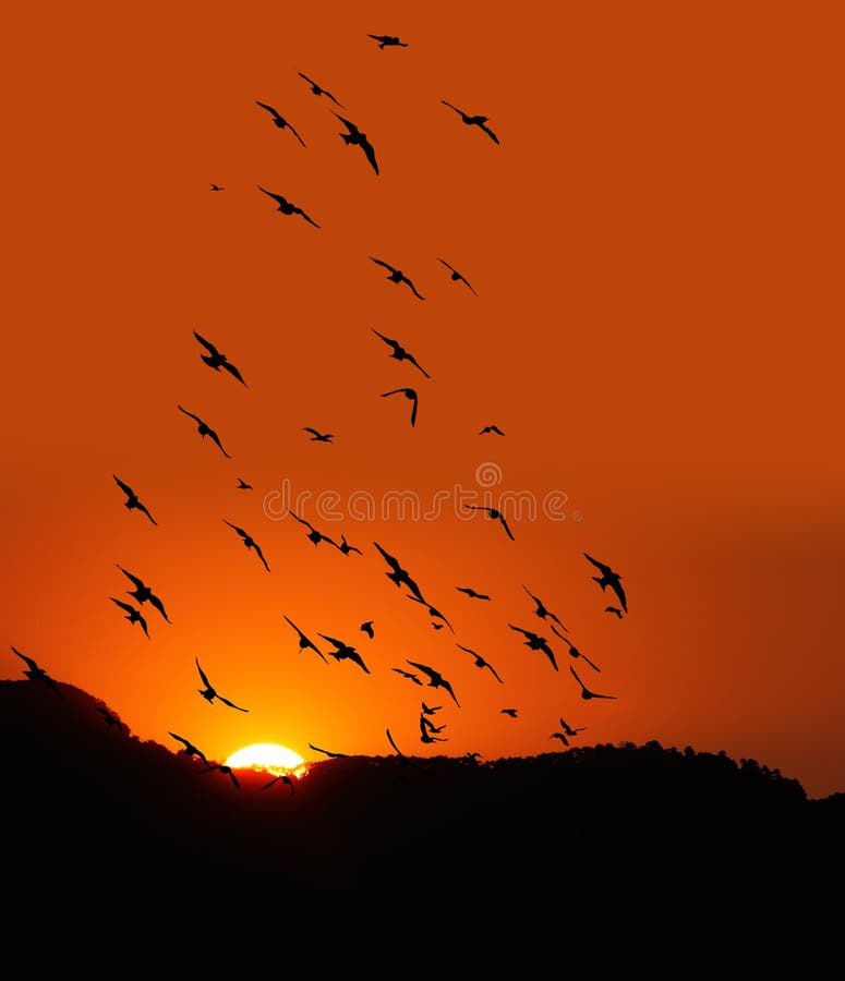 72,877 Sunset Photo Birds Stock Photos - Free & Royalty-Free Stock ...