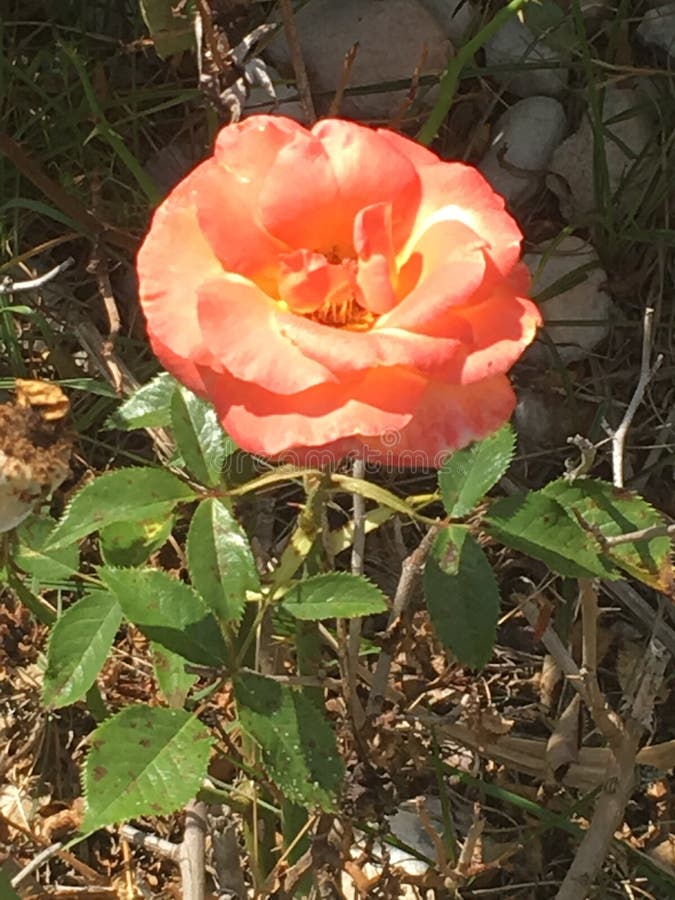 Sunset Bloom stock photo. Image of sunset, bloom, rose - 95394260