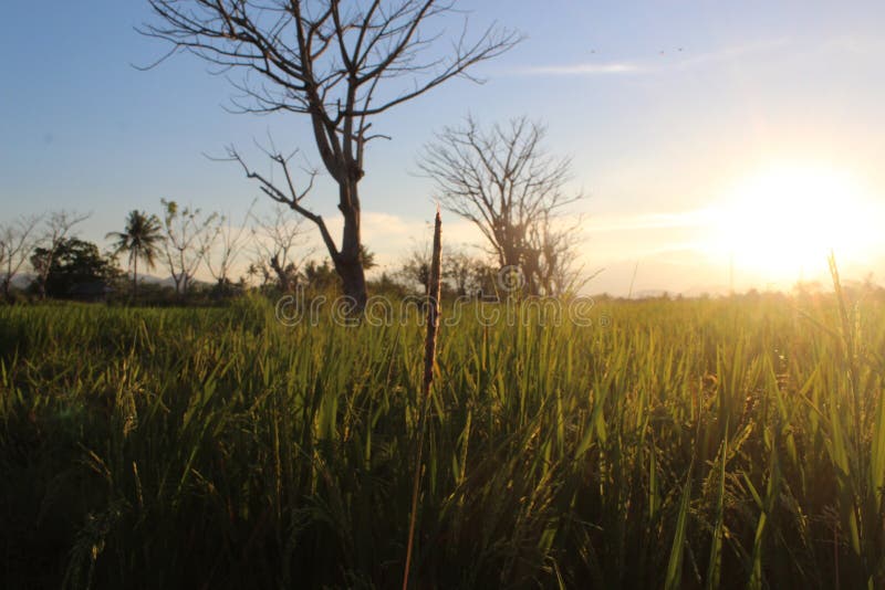 Sunset in a Blooming Rice Plant Stock Image - Image of blooming, rice ...