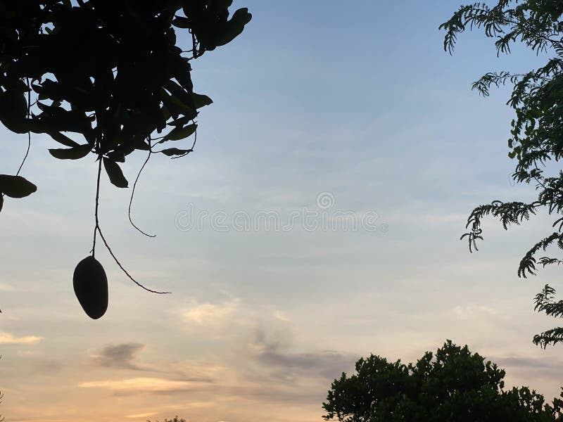 824 Sunset Mango Stock Photos - Free & Royalty-Free Stock Photos from ...