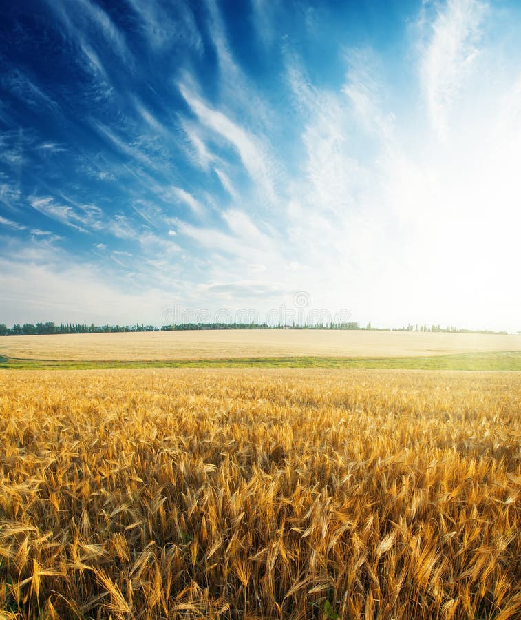 Sunset in Blue Sky Over Field with Crop Stock Photo - Image of corn ...