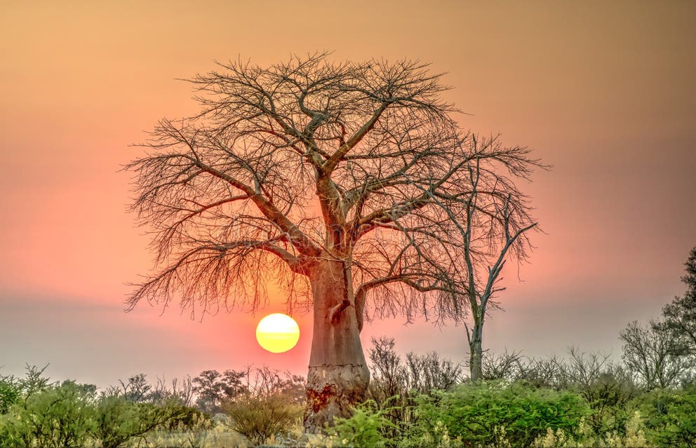 Sunset and boab tree. stock photo. Image of sunset, boab - 94776770