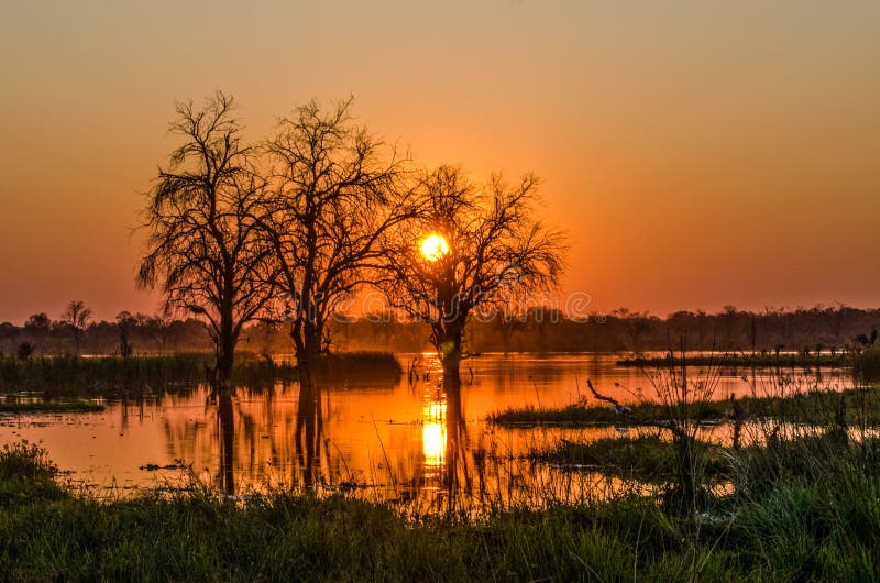 Sunset in Botswana. stock image. Image of trees, africa - 112052795