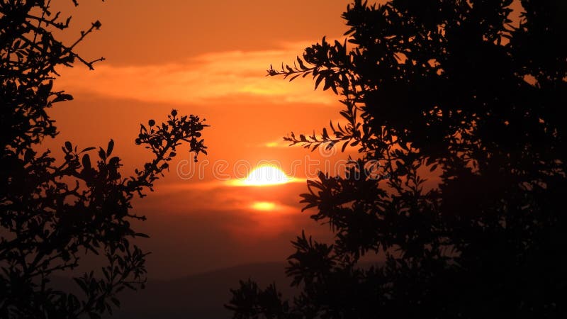 Sunset through the Branches Stock Image - Image of tomorrow, horizons ...