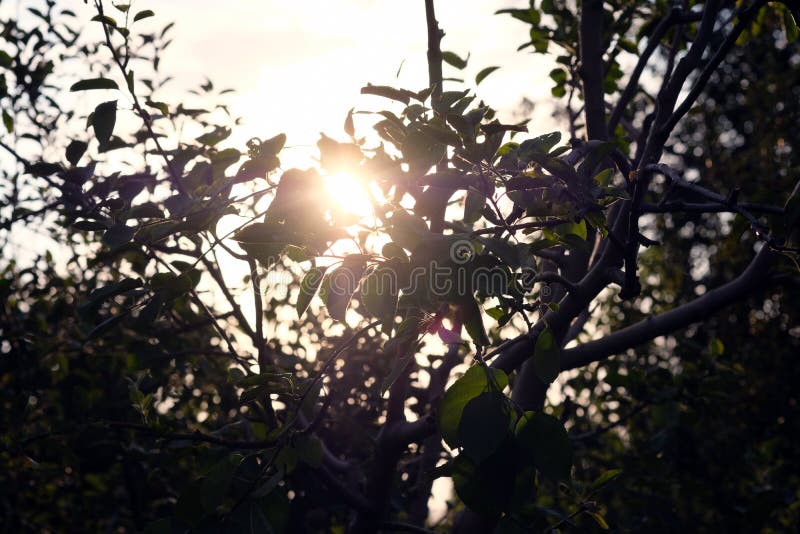 Sunset. among the Branches of the Tree the Setting Sun is Visible Stock ...