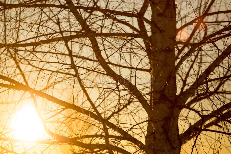 Sunset through the Branches of Trees in the Forest Stock Image - Image ...