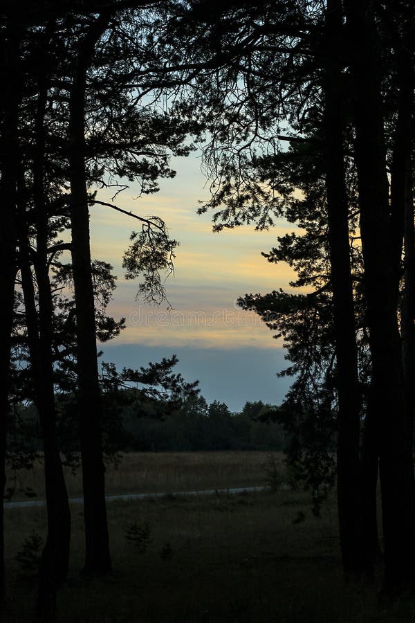 Sunset through Branches of Trees. Forest Silhouette by Sunrise Stock ...