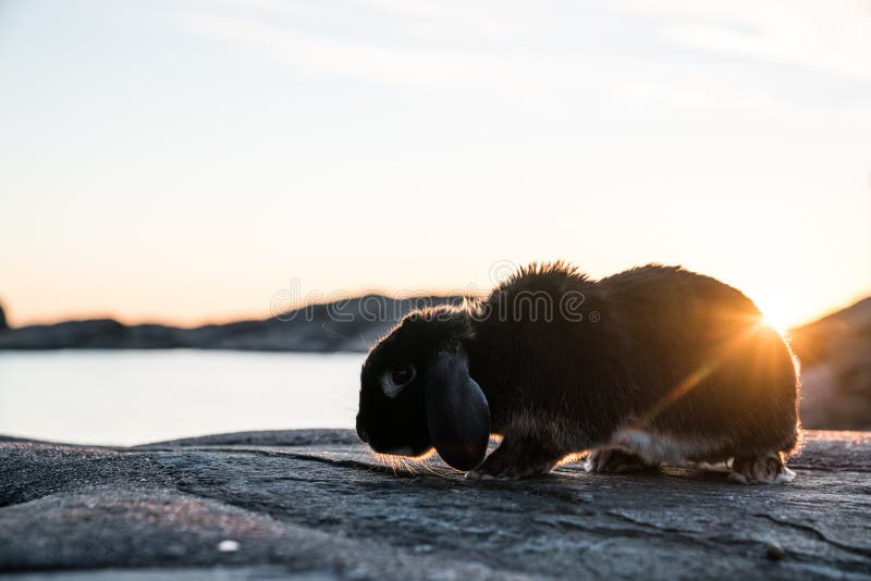 Sunset Bunny stock photo. Image of rabbit, kristiansand - 93949228