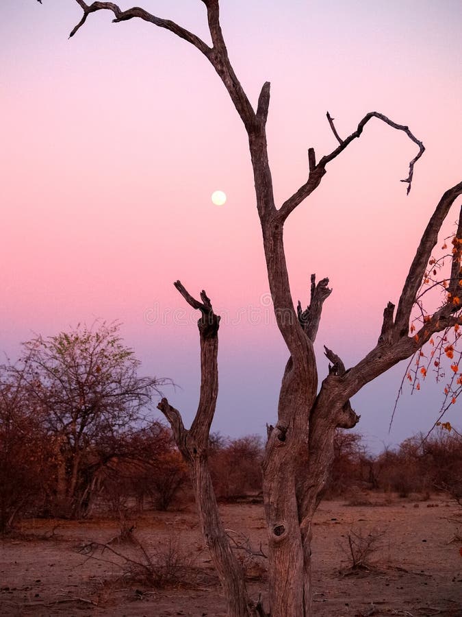 Sunset in bush Botswana. stock image. Image of tourism - 91469783