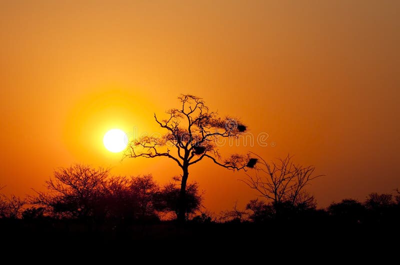 Acacia Tree at African Sunset Stock Image - Image of destination ...