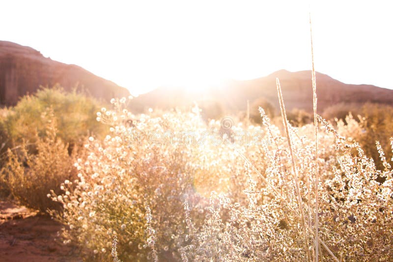 Sunset through the bushes stock photo. Image of mountain - 52066798