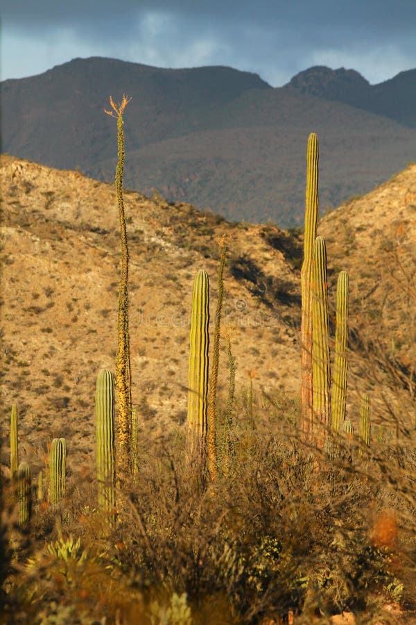 Sonora Desert Golden Hour Stock Photos - Free & Royalty-Free Stock ...