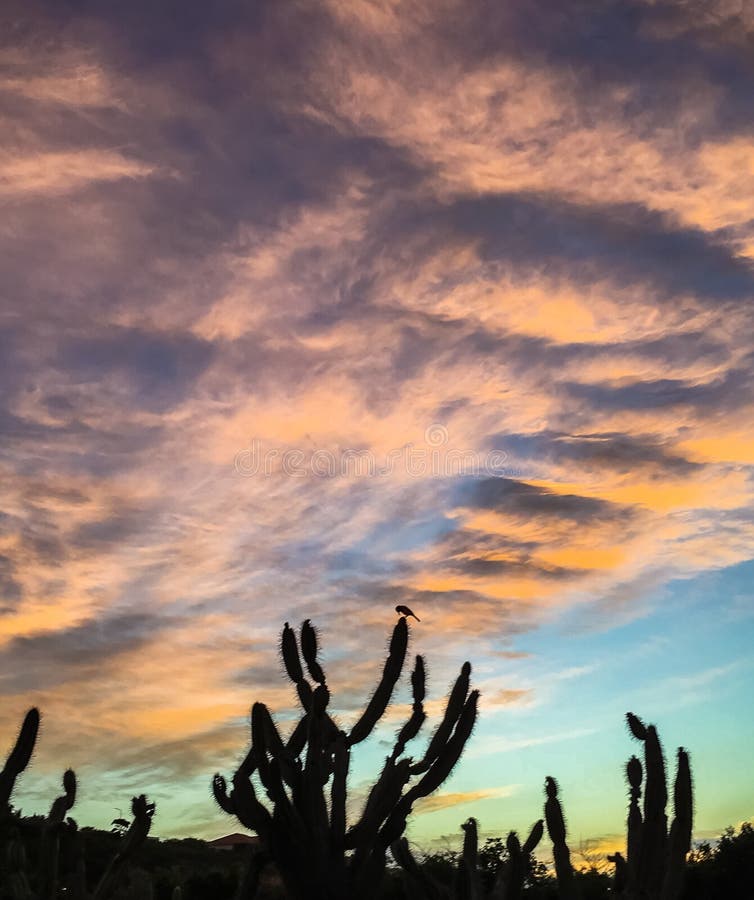 Sunset with cactus stock image. Image of curacao, cactus - 89929039